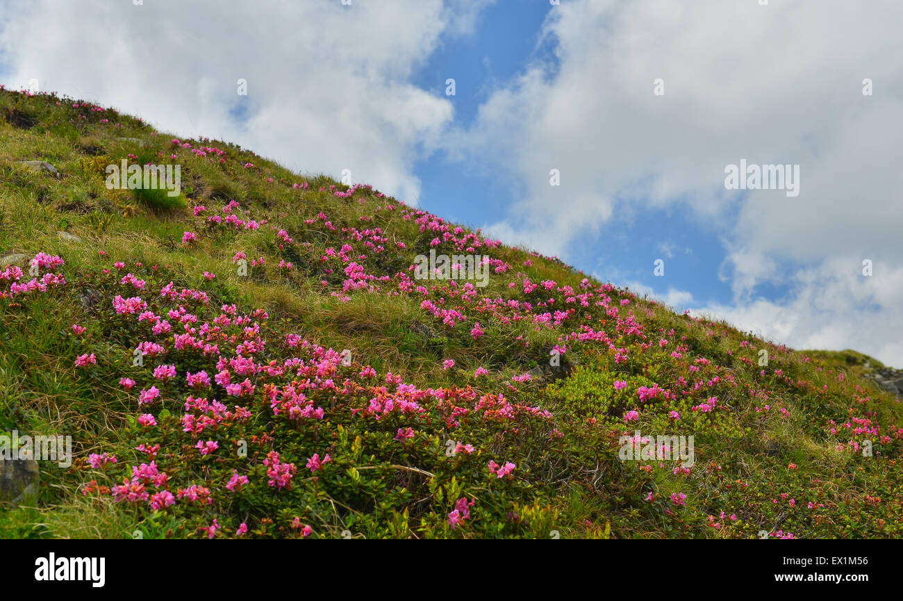 Ornamental rose hi-res stock photography and images - Alamy