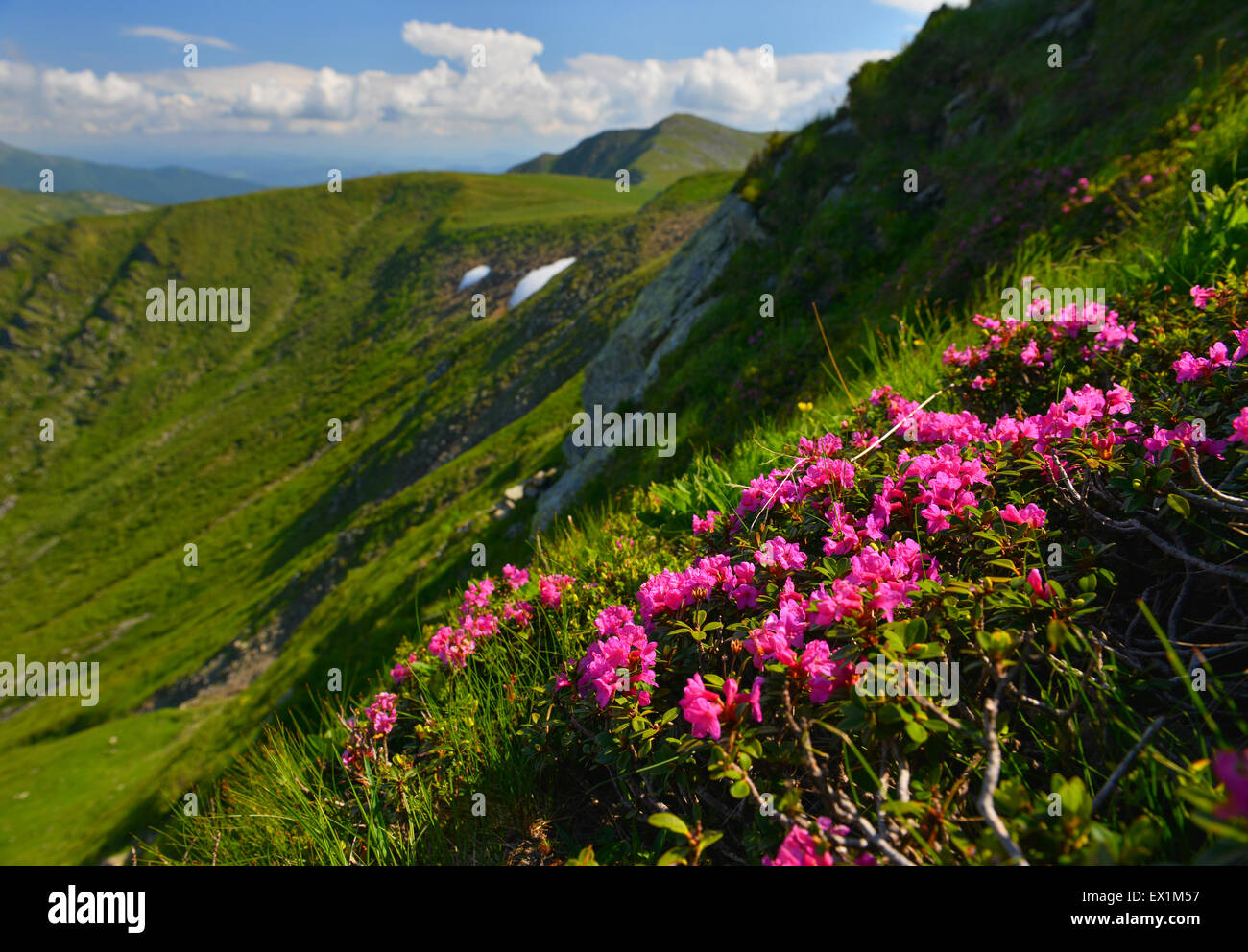 Alpine Rose High Resolution Stock Photography and Images - Alamy