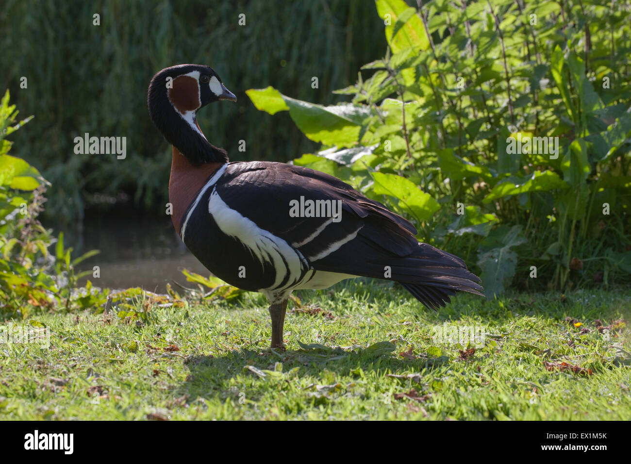 Animals look over shoulder hi-res stock photography and images - Alamy