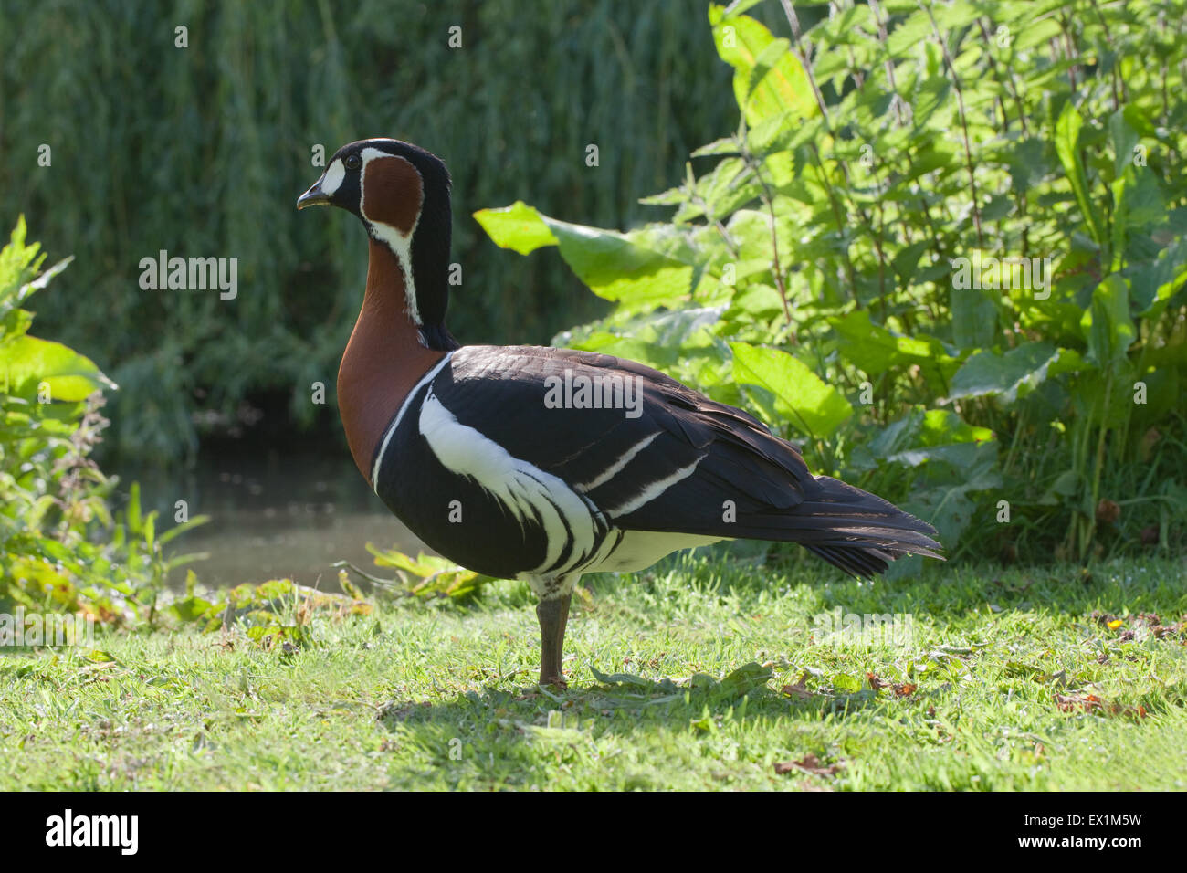 Red-breasted Goose (Branta ruficollis Stock Photo - Alamy