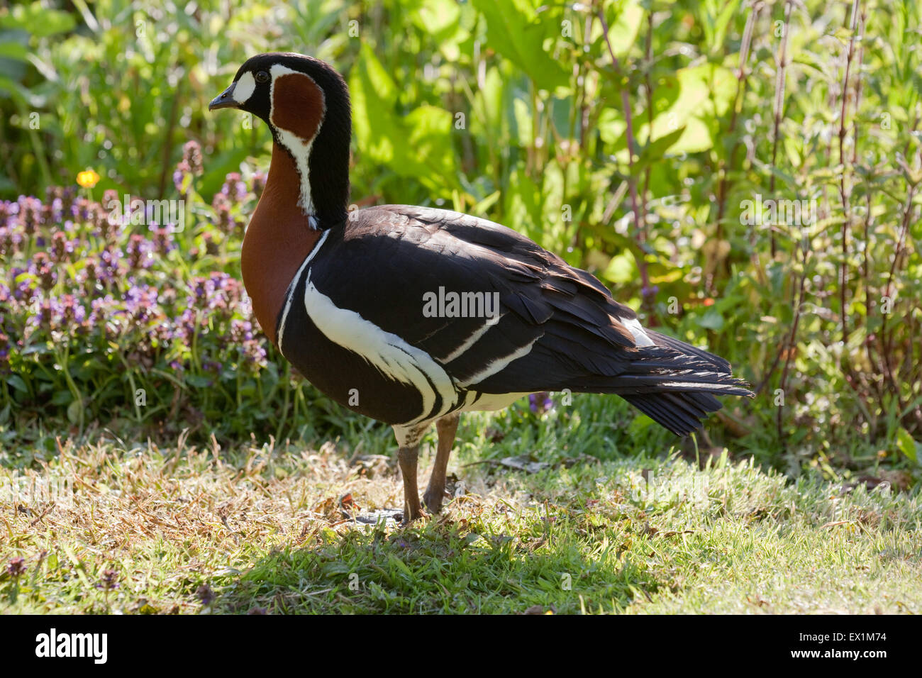 Red-breasted Goose (Branta ruficollis Stock Photo - Alamy