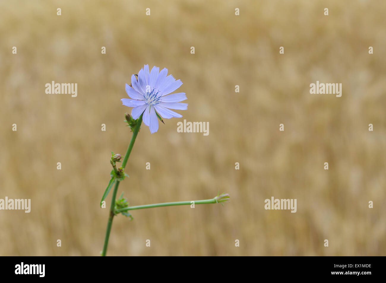 Beautiful chicory flower against yellow natural background Stock Photo ...