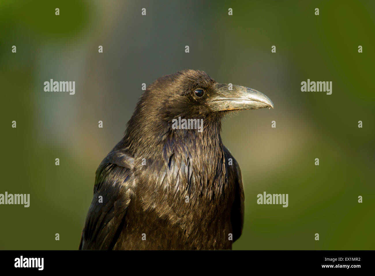 Common Raven Corvus corax Bryce Canyon National Park, Garfield County ...