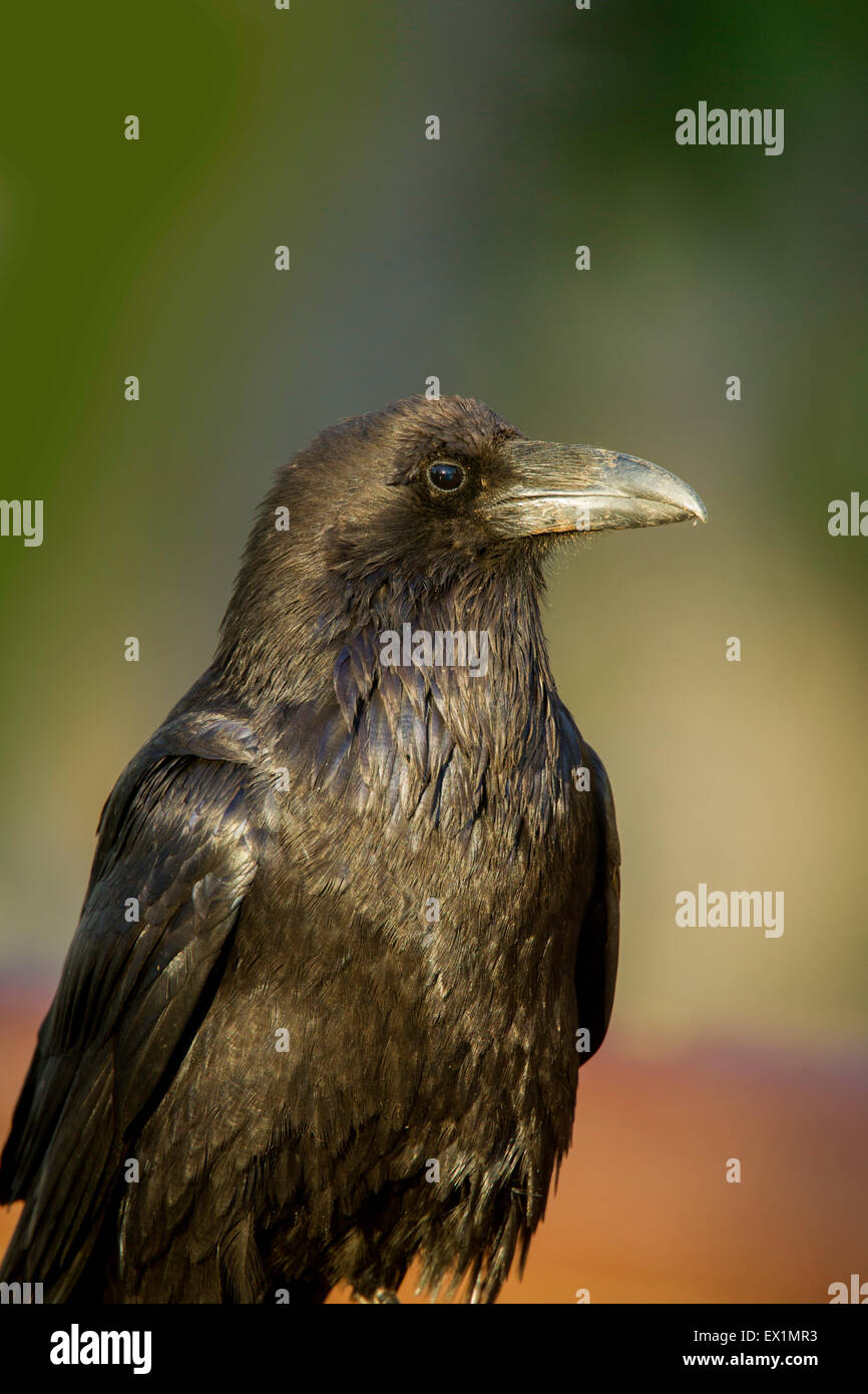 Common Raven Corvus corax Bryce Canyon National Park, Garfield County ...