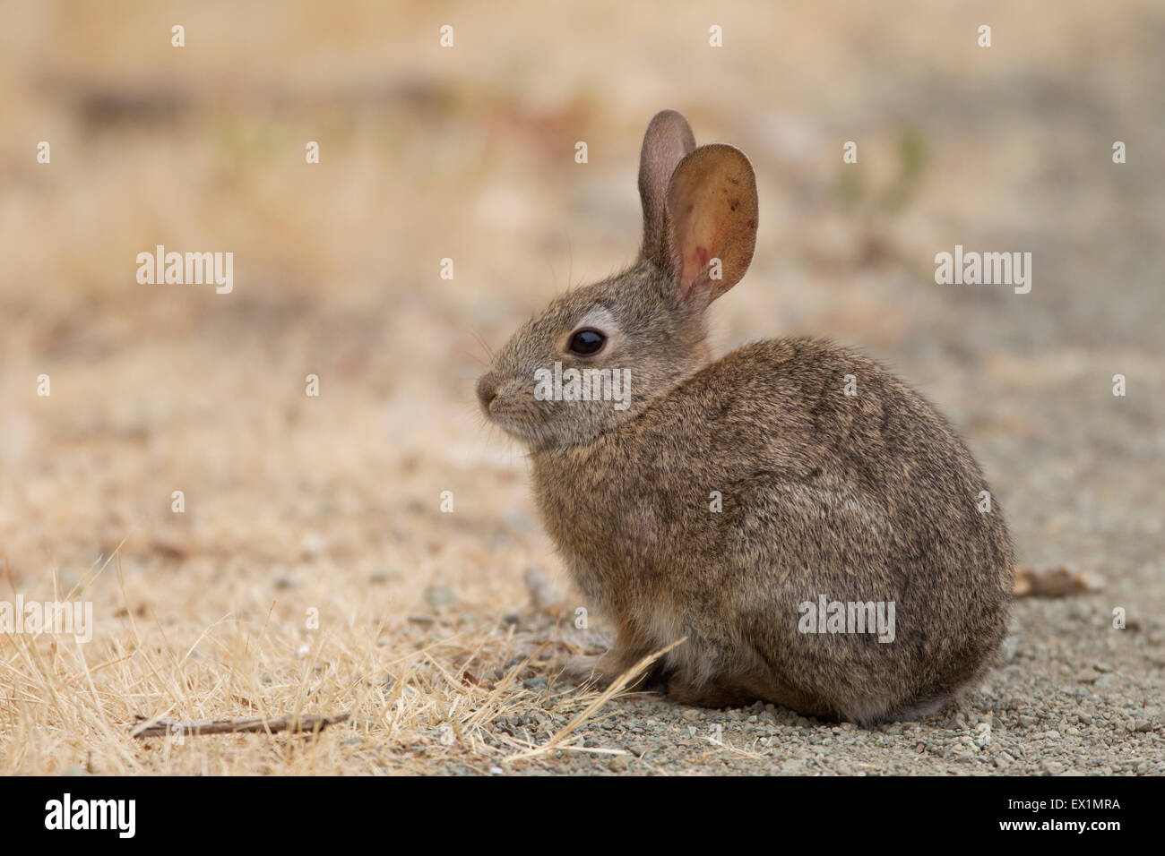 Cottontail Rabbit Stock Photo - Alamy