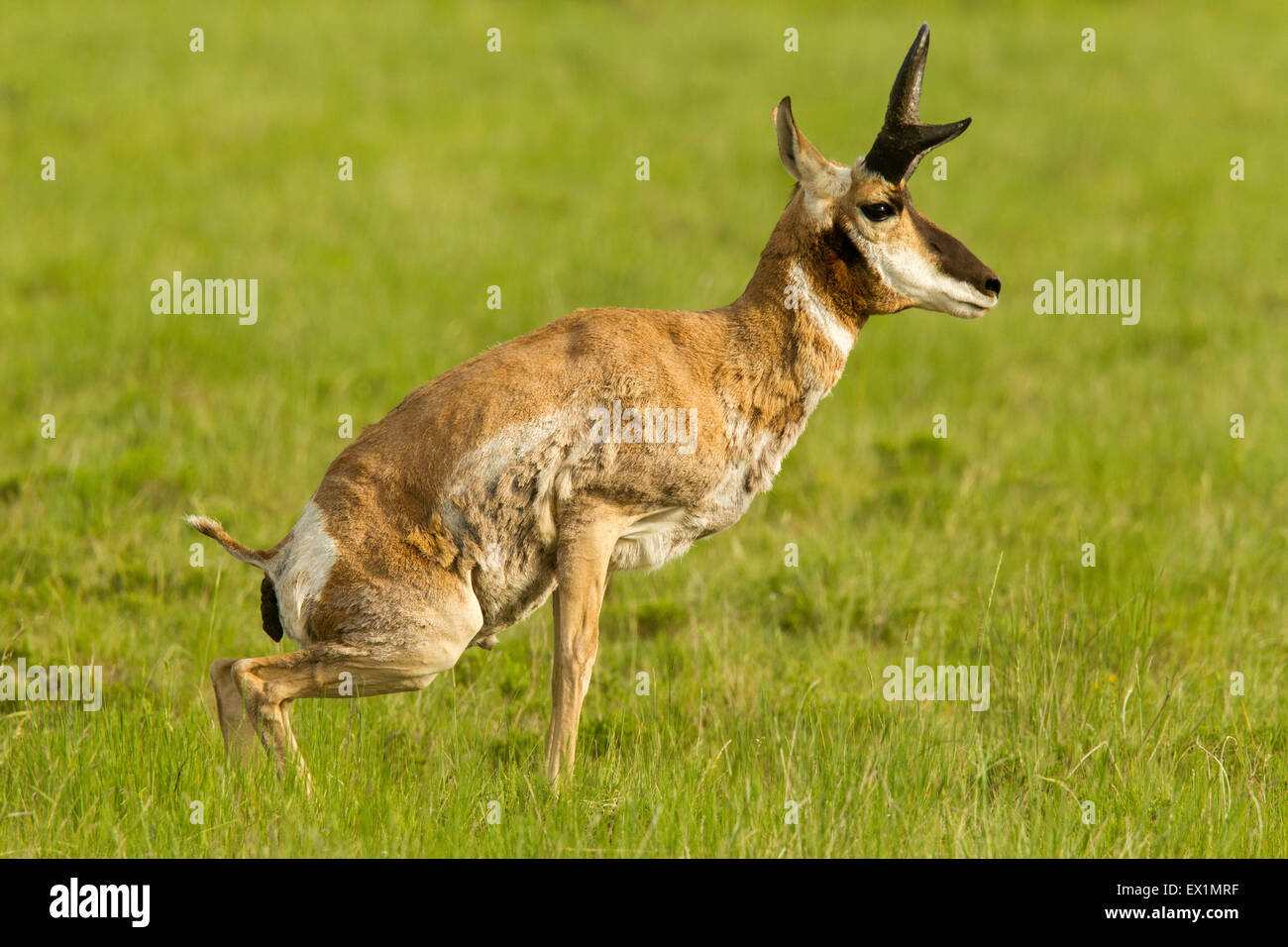Animal deficating hi-res stock photography and images - Alamy