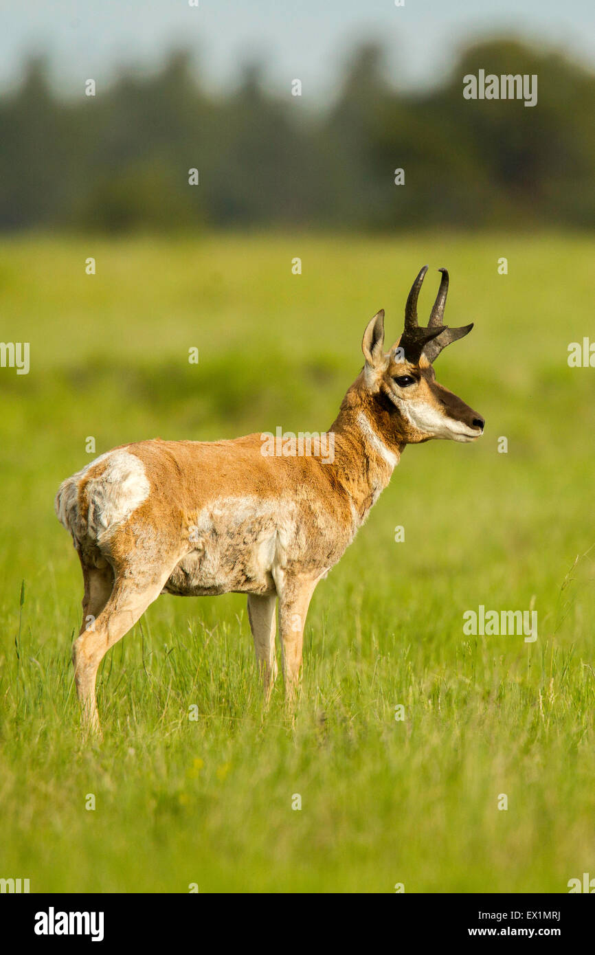 Pronghorn Antilocapra americana Garfield County, Utah, United States 23 ...