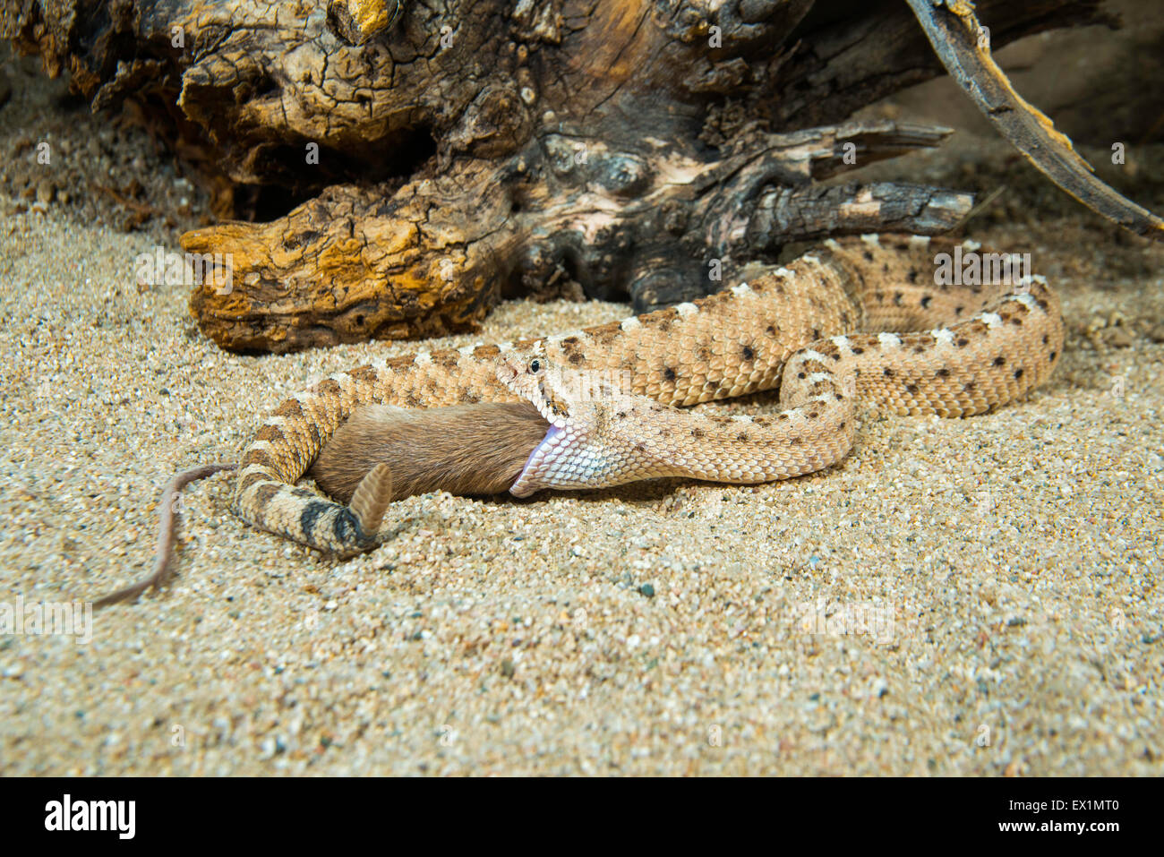 Crotalus cerastes cercobombus hi-res stock photography and images - Alamy