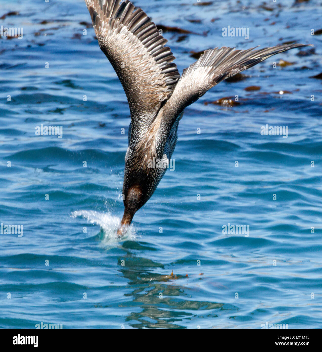 Pelican diving hi-res stock photography and images - Alamy