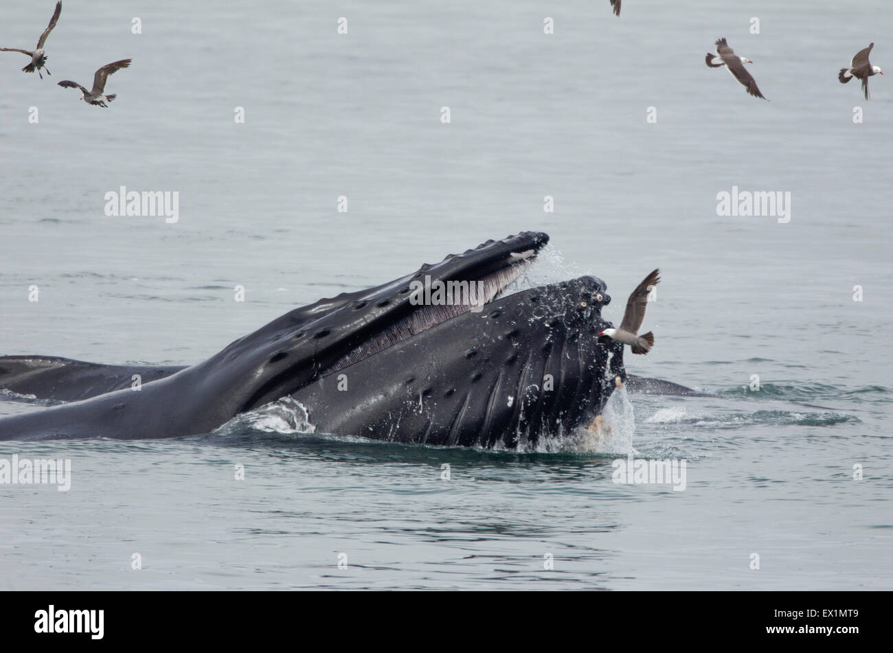 Baleen Of Lunge Feeding Humpback Whale High Resolution Stock ...