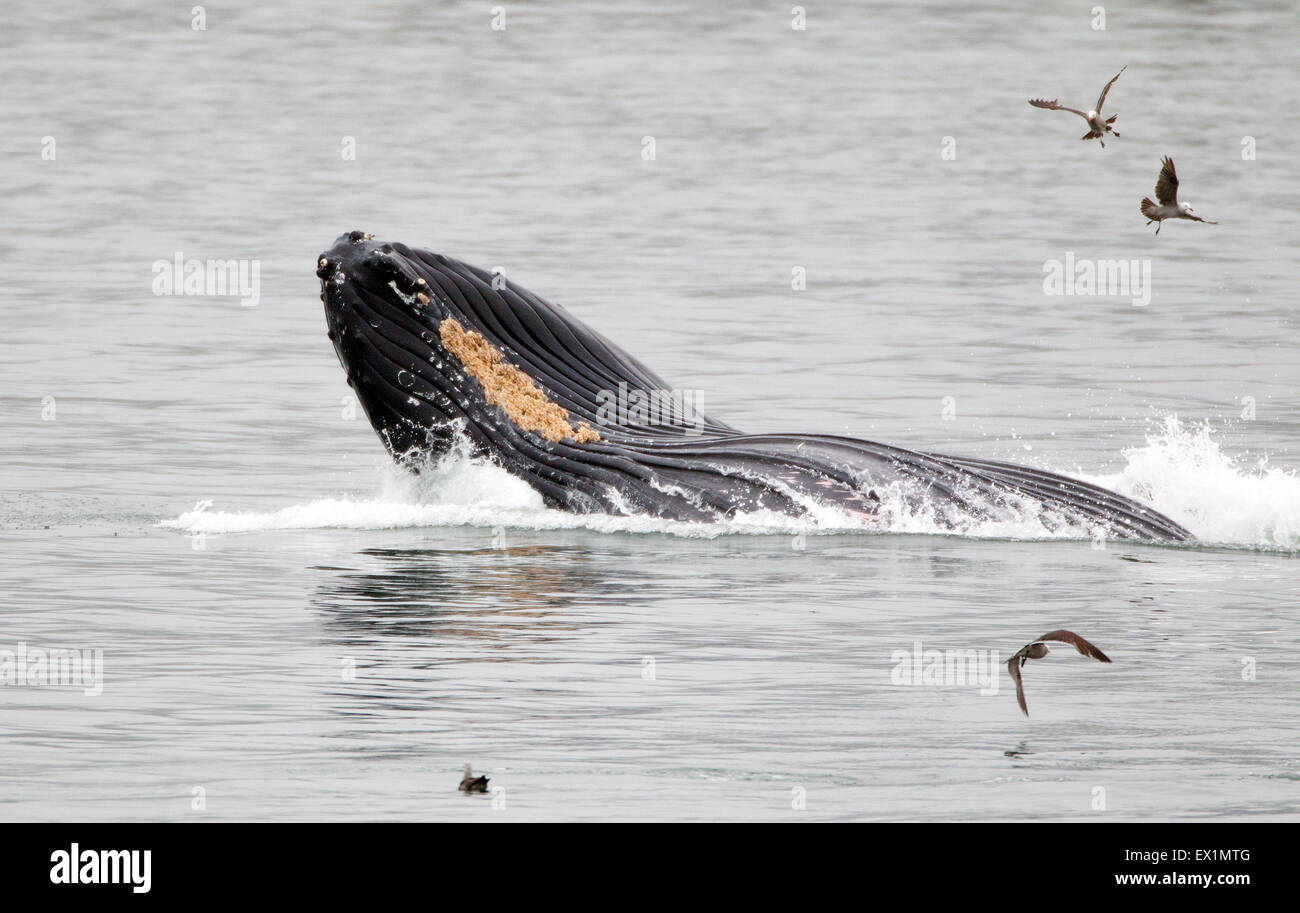Humpback Whale Lunge Feeding Stock Photo - Alamy