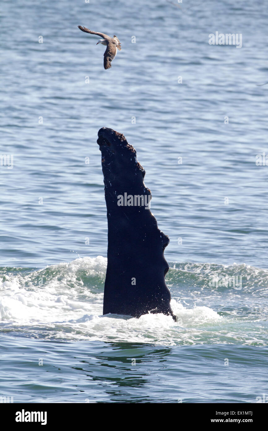Humpback Whale Flipper Stock Photo - Alamy