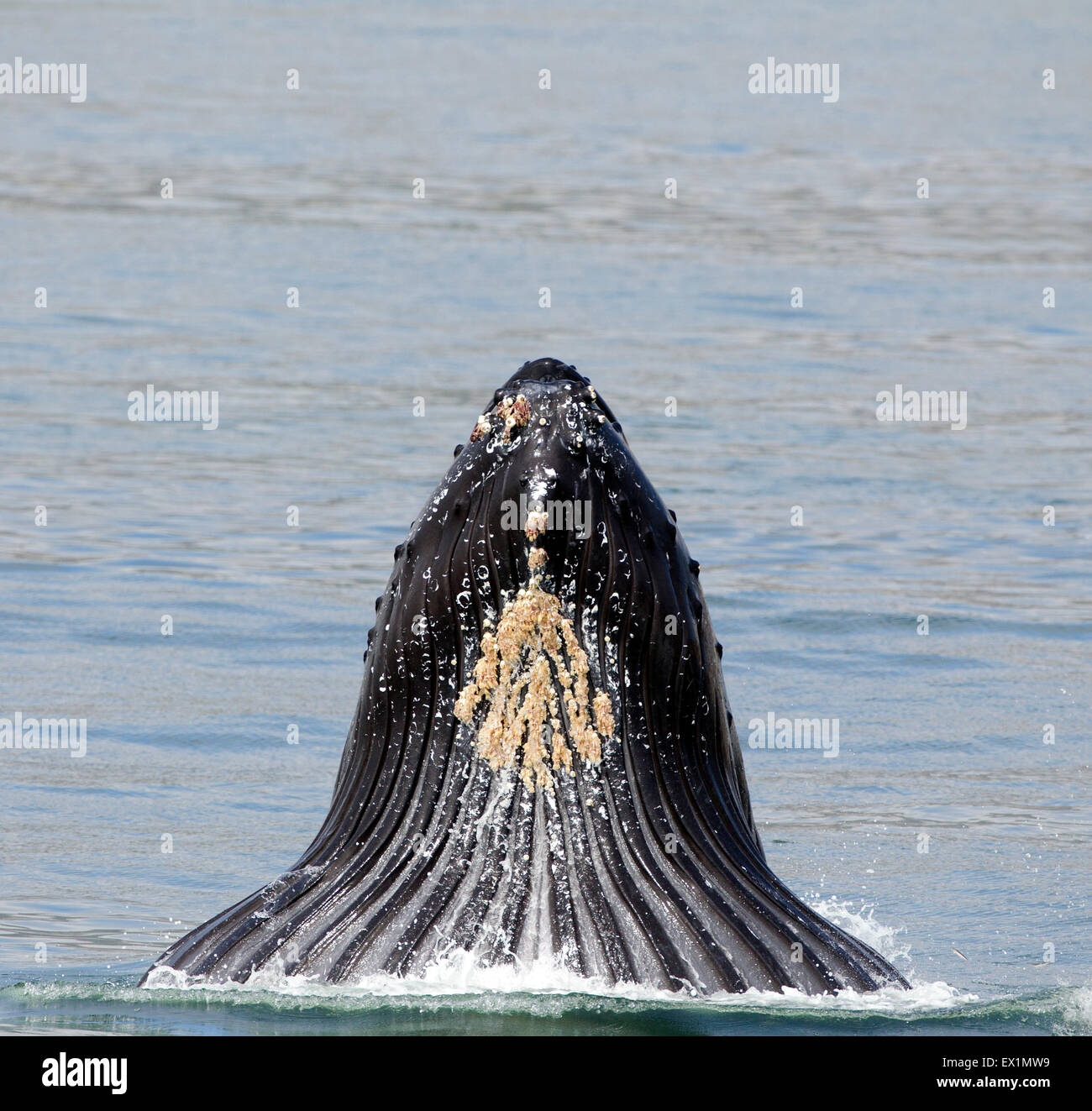 Barnacles on whale hi-res stock photography and images - Alamy
