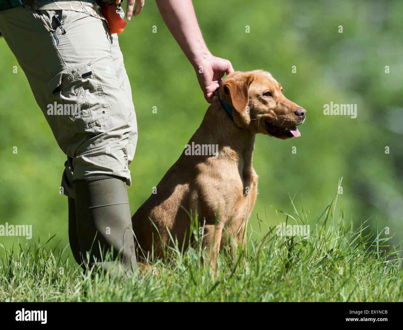 Labrador at field trial hi-res stock photography and images - Alamy