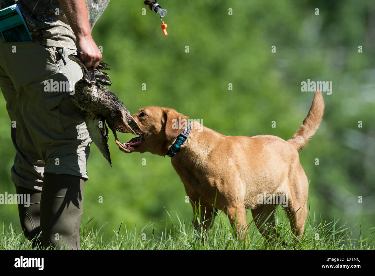 Labrador at field trial hi-res stock photography and images - Alamy