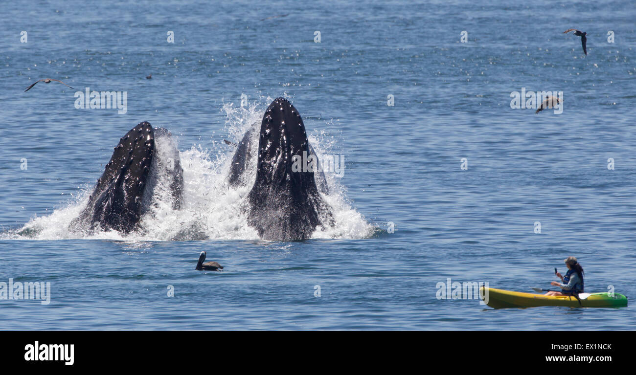 Two humpback whales lunge feeding hi-res stock photography and images ...