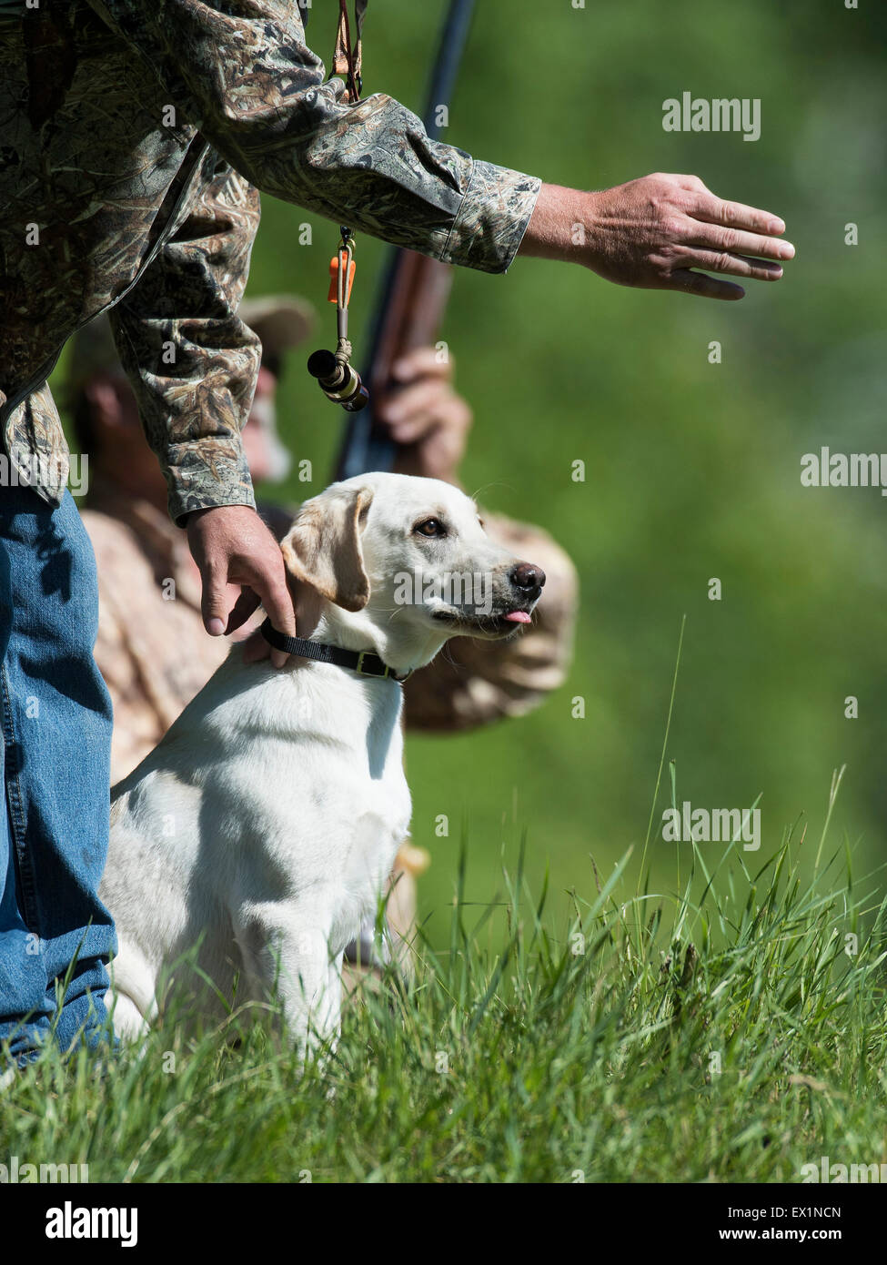 Labrador Retriever at a Field Trial Stock Photo - Alamy