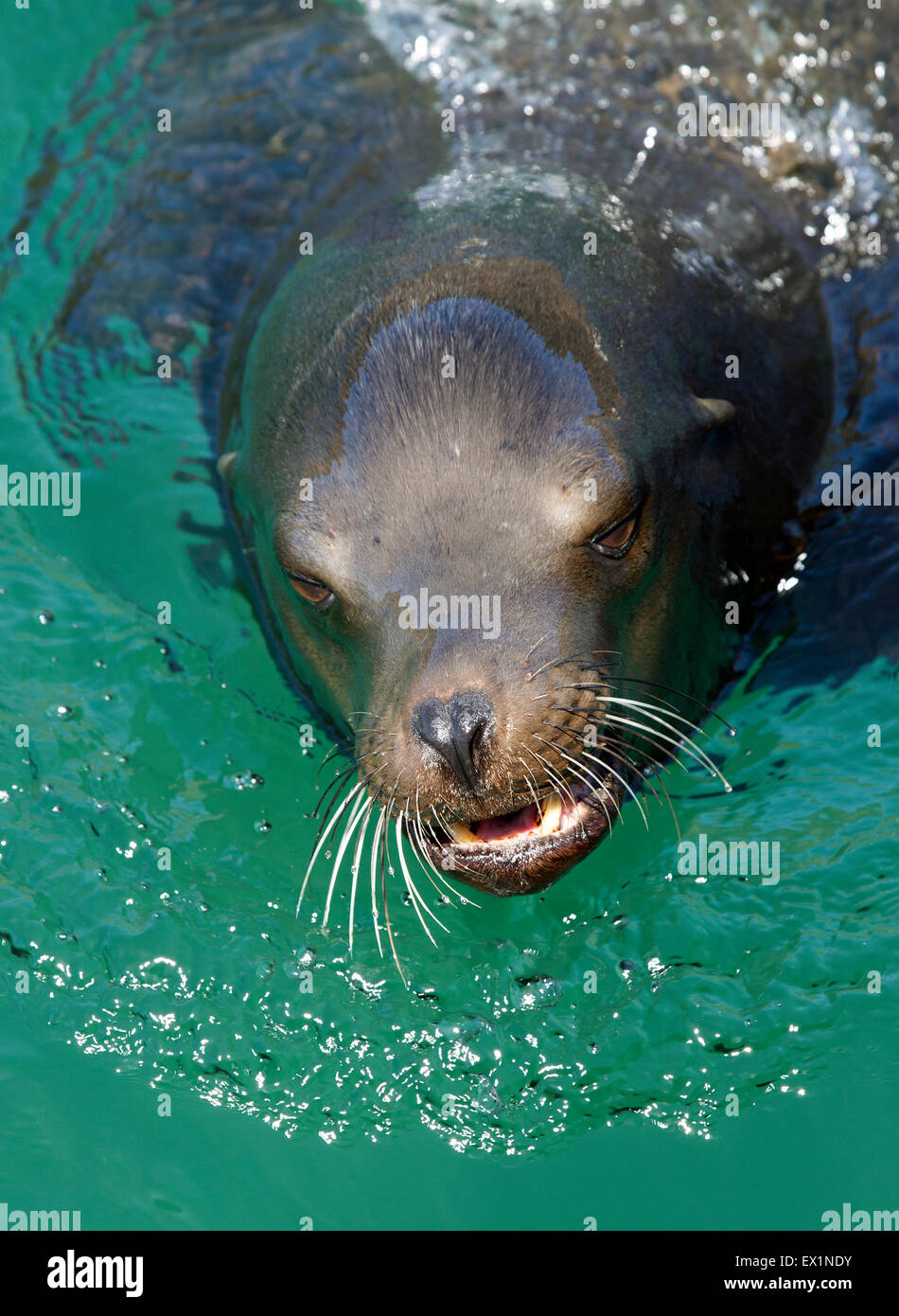 California Sea Lion Portrait Stock Photo - Alamy