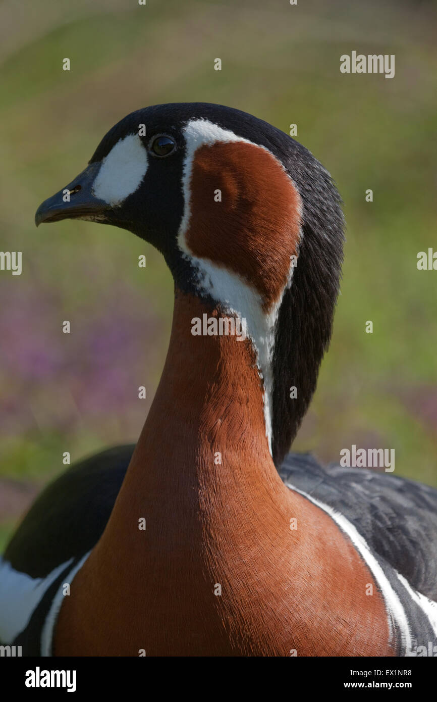 Red-breasted Goose (Branta ruficollis Stock Photo - Alamy