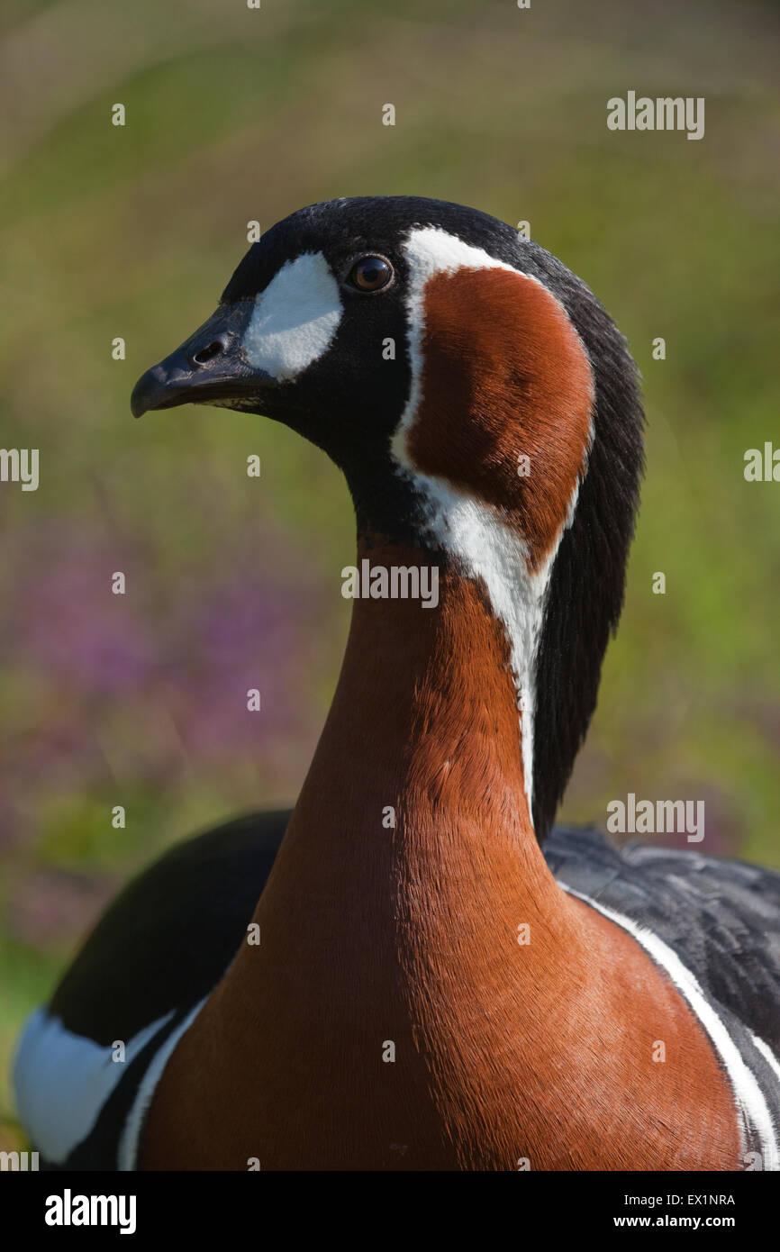 Upright mane on its neck hi-res stock photography and images - Alamy