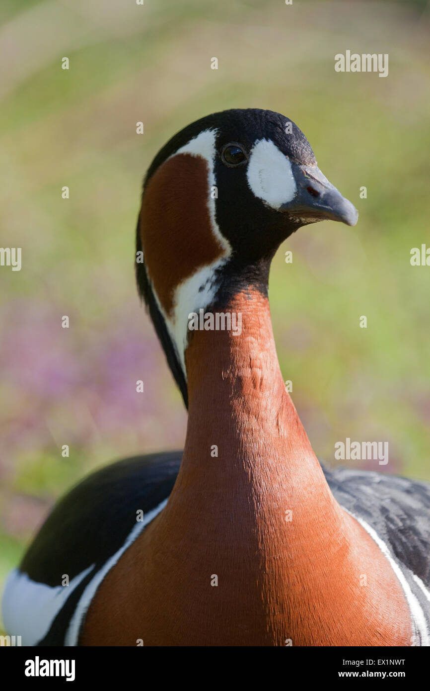 Goose neck curve hi-res stock photography and images - Alamy