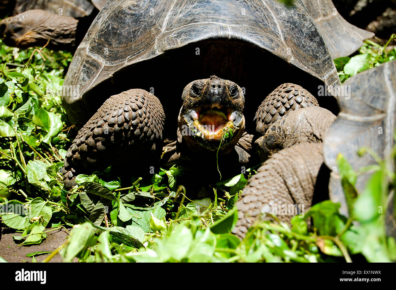 Giant Tortoise - Galapagos - Ecuador Stock Photo - Alamy