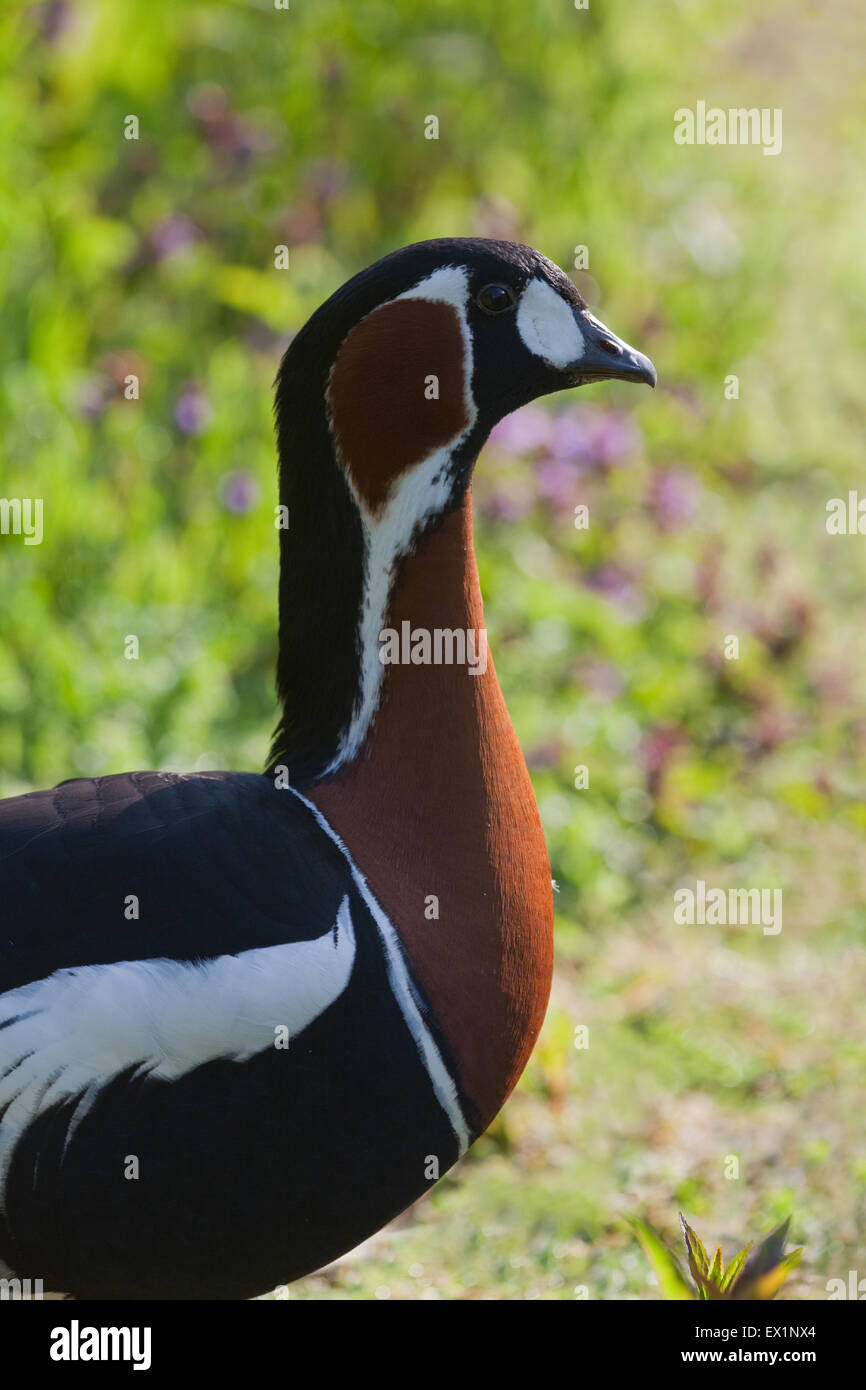 Siberia goose hi-res stock photography and images - Alamy