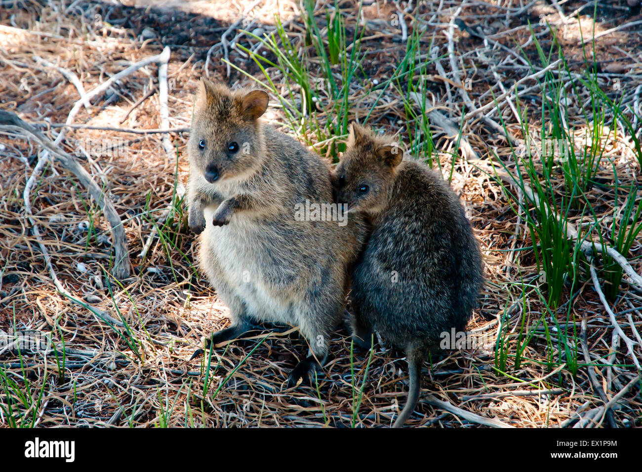Quokka - Rottnest Island - Australia Stock Photo - Alamy