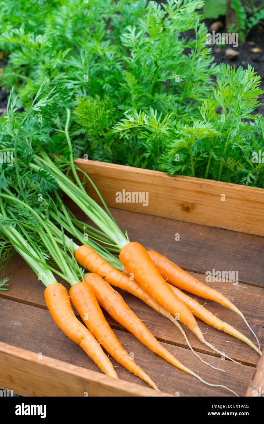 Freshly carrots hi-res stock photography and images - Alamy