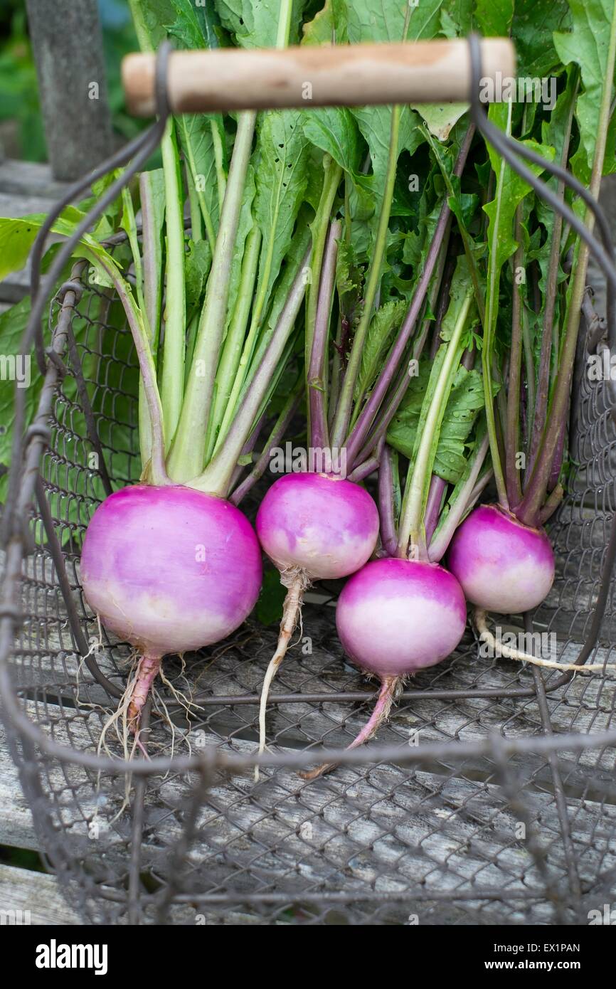 Turnips hi-res stock photography and images - Alamy