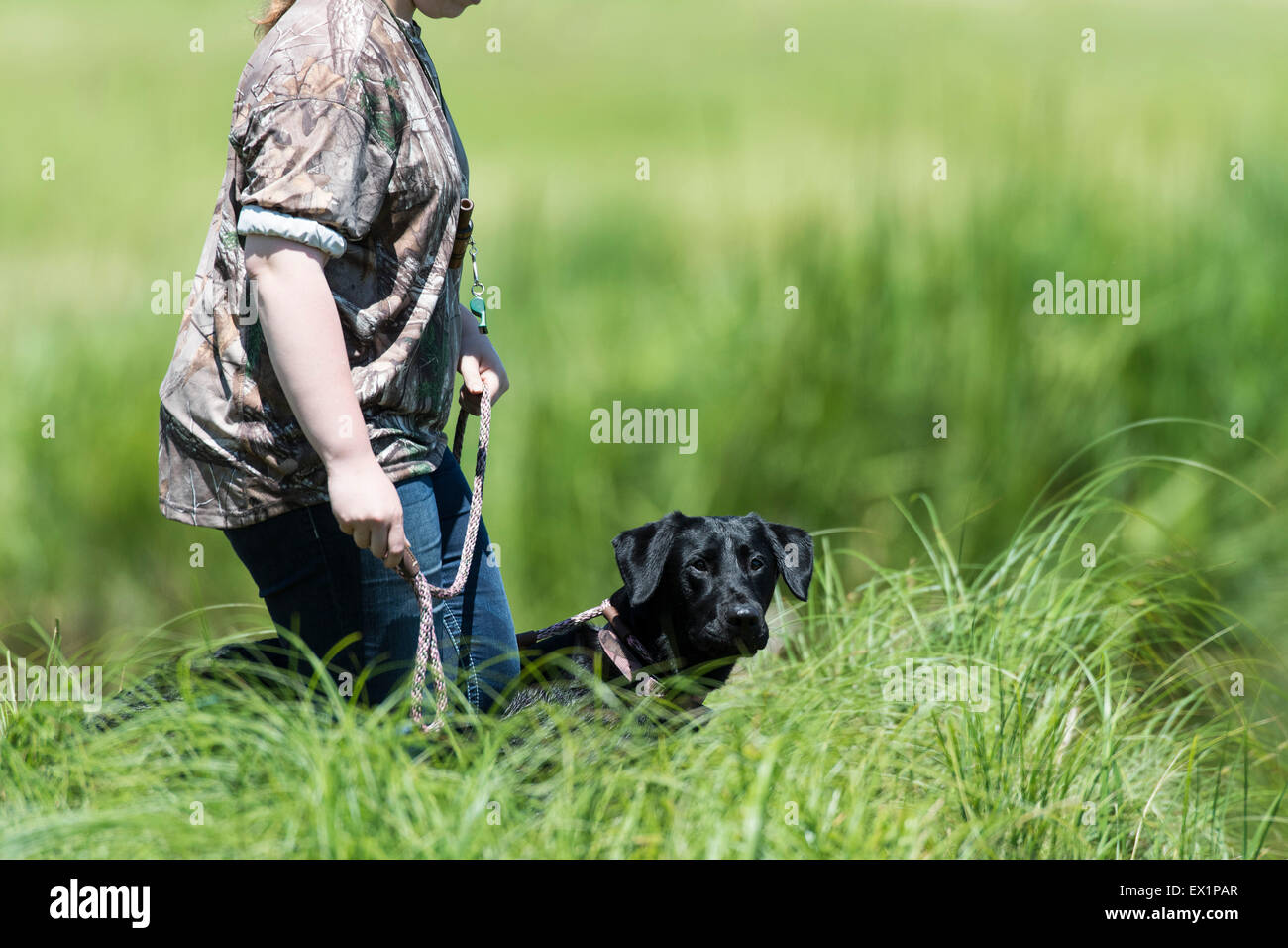 Labrador at field trial hi-res stock photography and images - Alamy