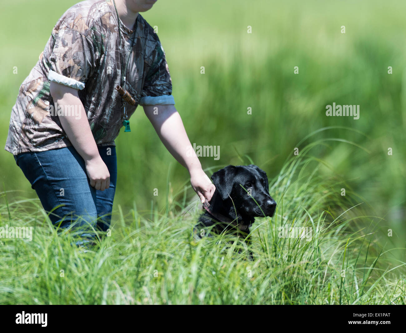 Labrador Retriever at a Field Trial Stock Photo - Alamy