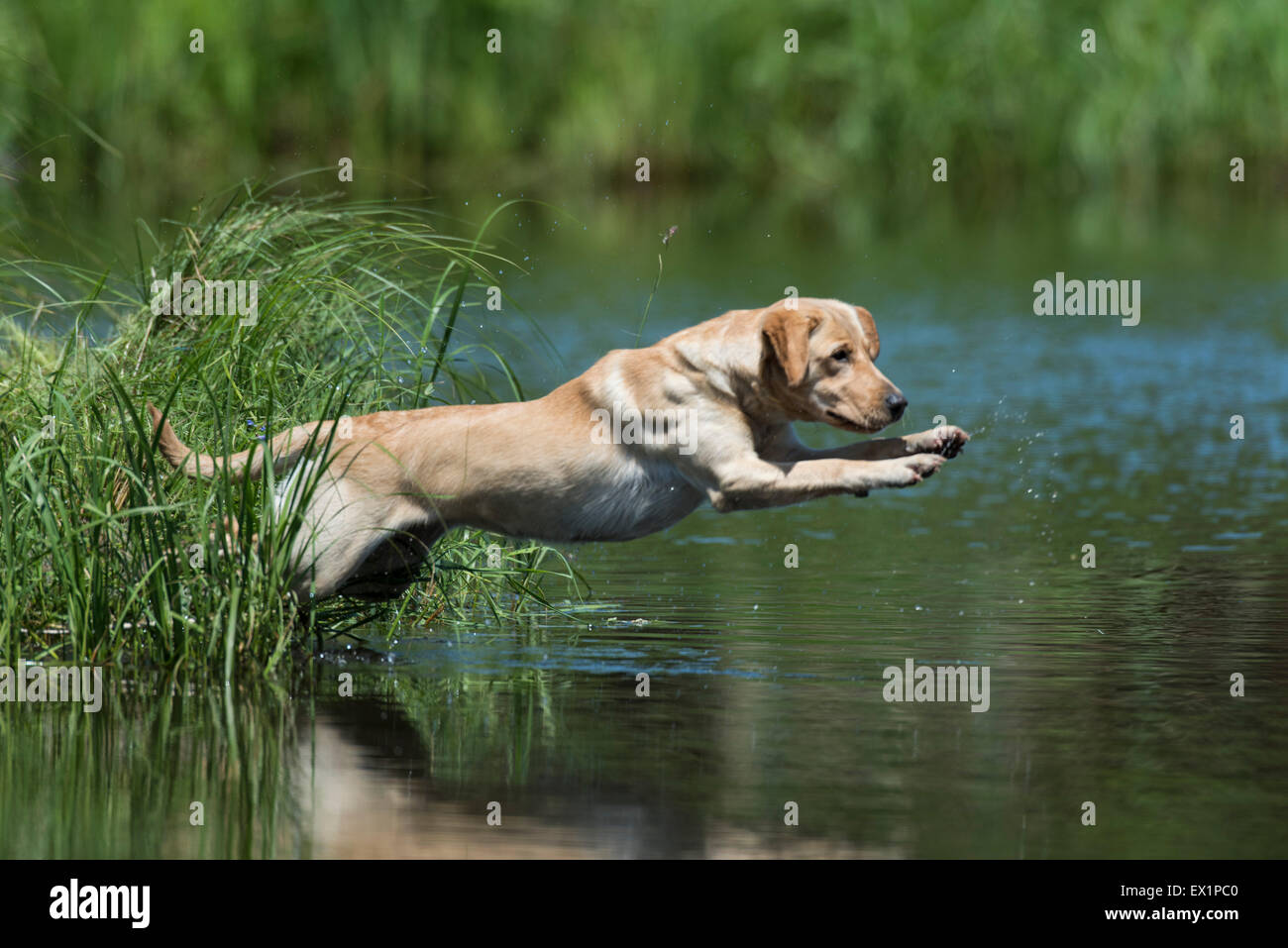 Running and leaping Labrador Retriever Stock Photo - Alamy