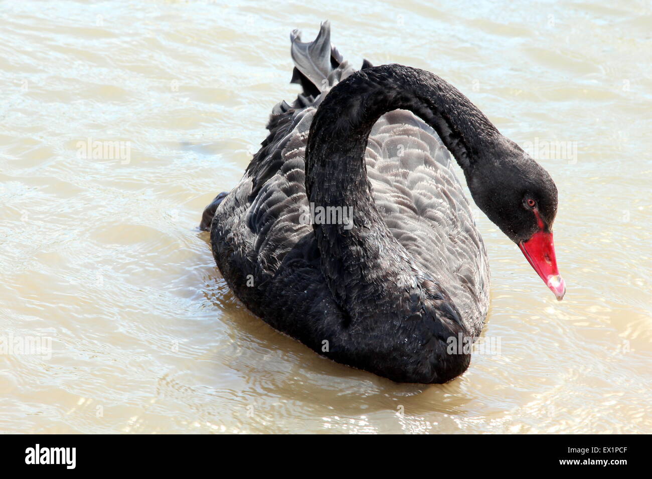 Swan red beak hi-res stock photography and images - Alamy