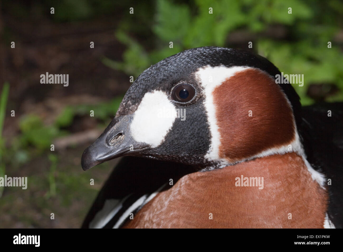 Red-breasted Goose (Branta ruficollis). Portrait. Female on nest Stock ...