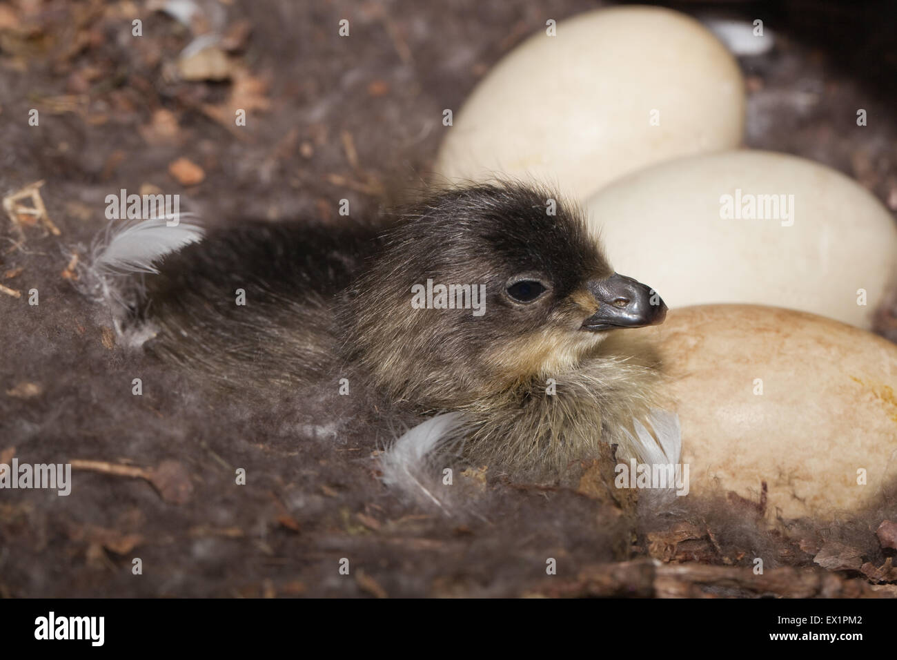 Red-breasted Goose (Branta ruficollis). Just hatched gosling in down ...