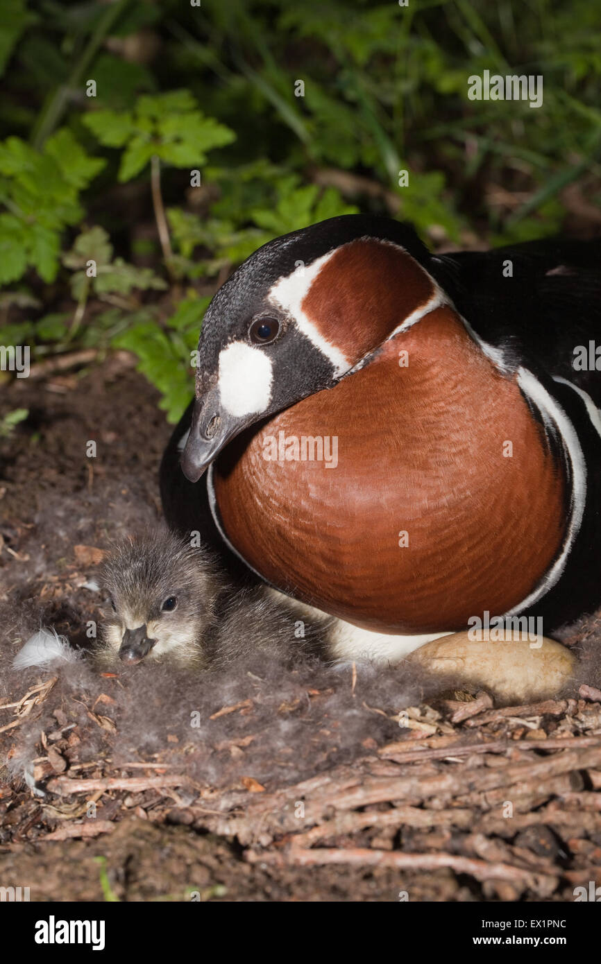 Red-breasted Goose (Branta ruficollis). Female on nest, with first in ...