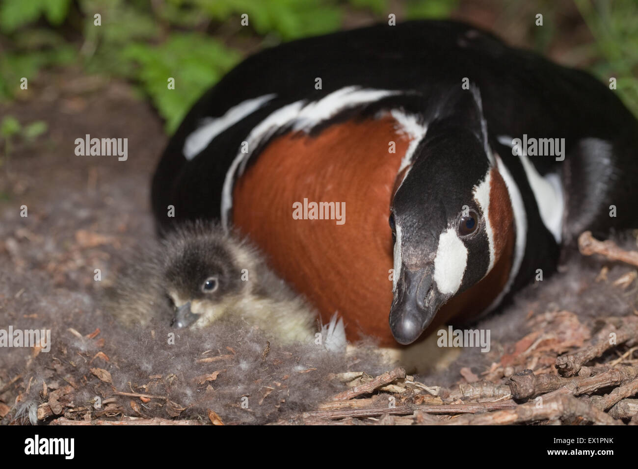 Red-breasted Goose (Branta ruficollis). Female on nest with hatching ...