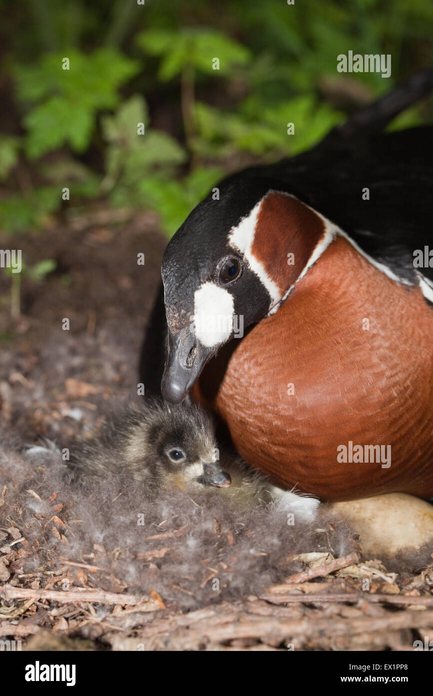 Red-breasted Goose (Branta ruficollis). First in the clutch to hatch ...