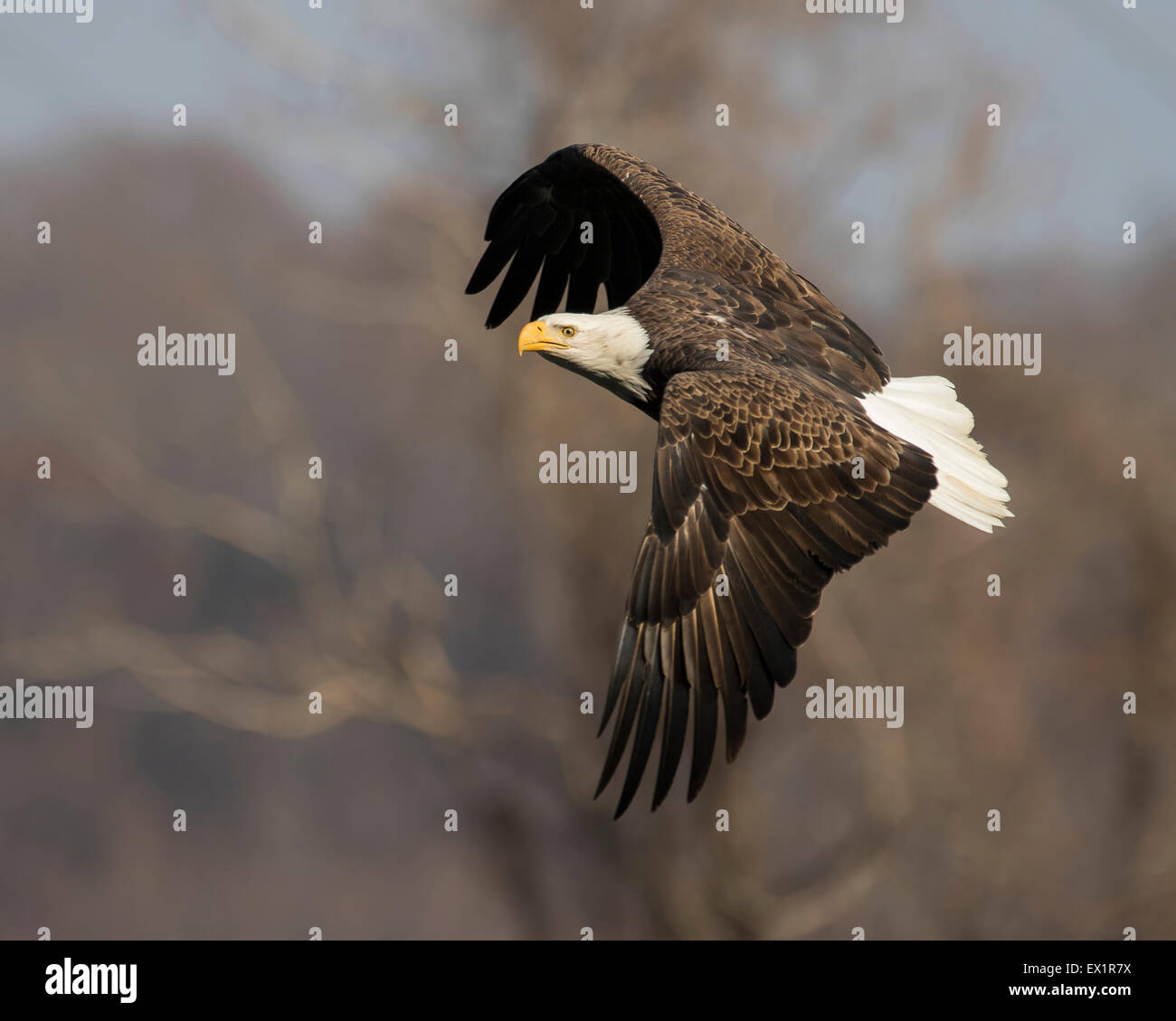 Bald Eagle Flying and looking for fish Stock Photo - Alamy