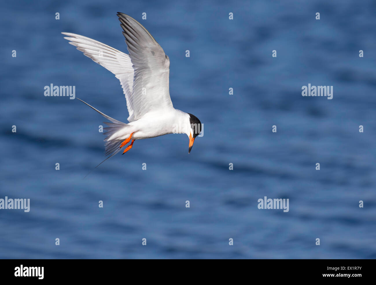 Tern over river hi-res stock photography and images - Alamy