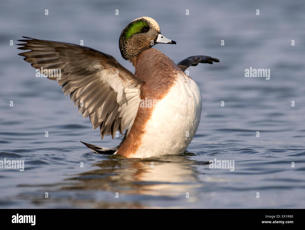 American Wigeon flapping his wings Stock Photo - Alamy