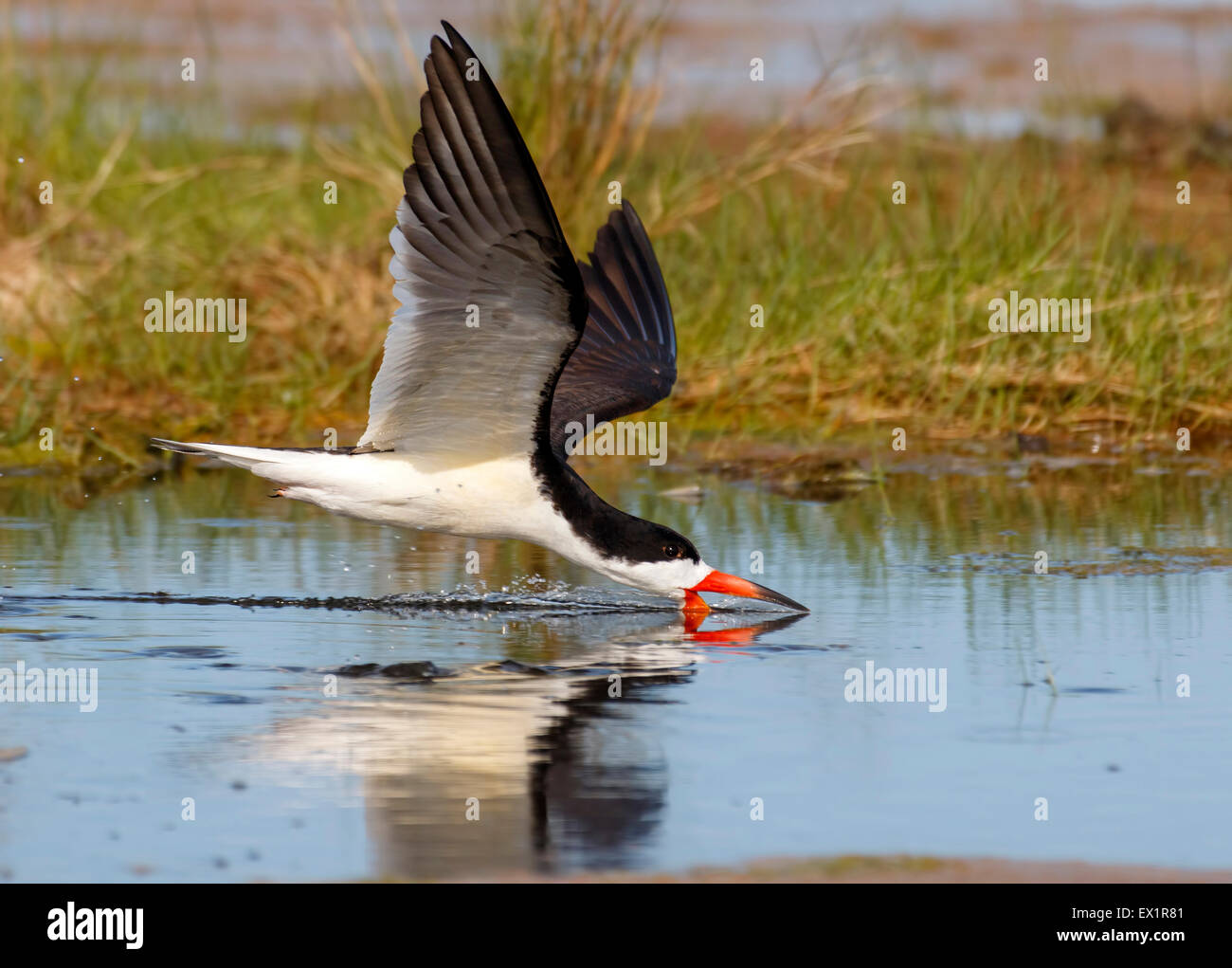 Skimmer birds hi-res stock photography and images - Alamy