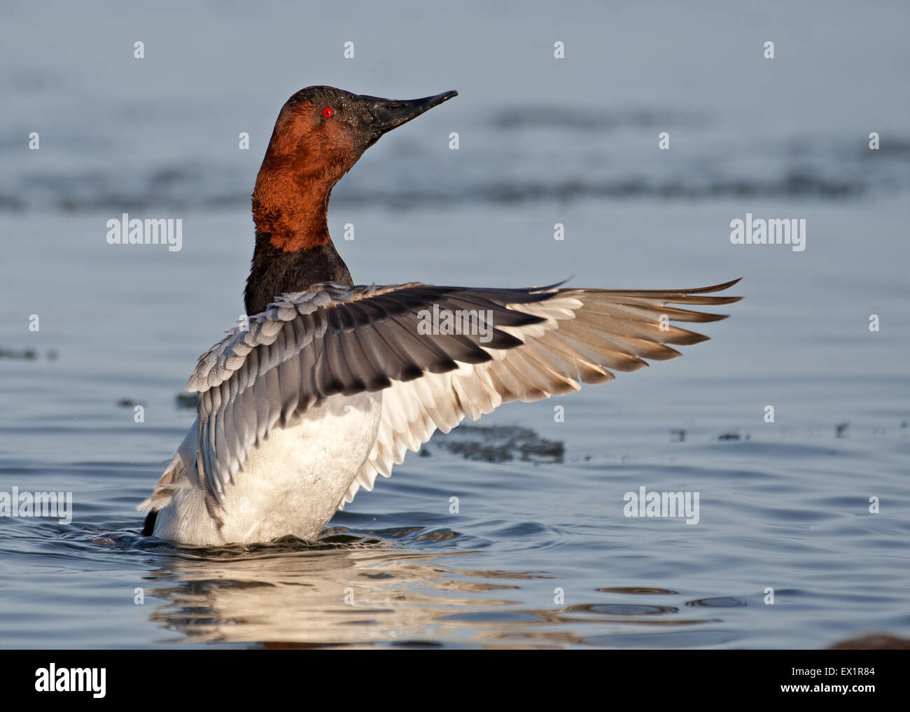 Canvasback duck flapping his wings Stock Photo - Alamy