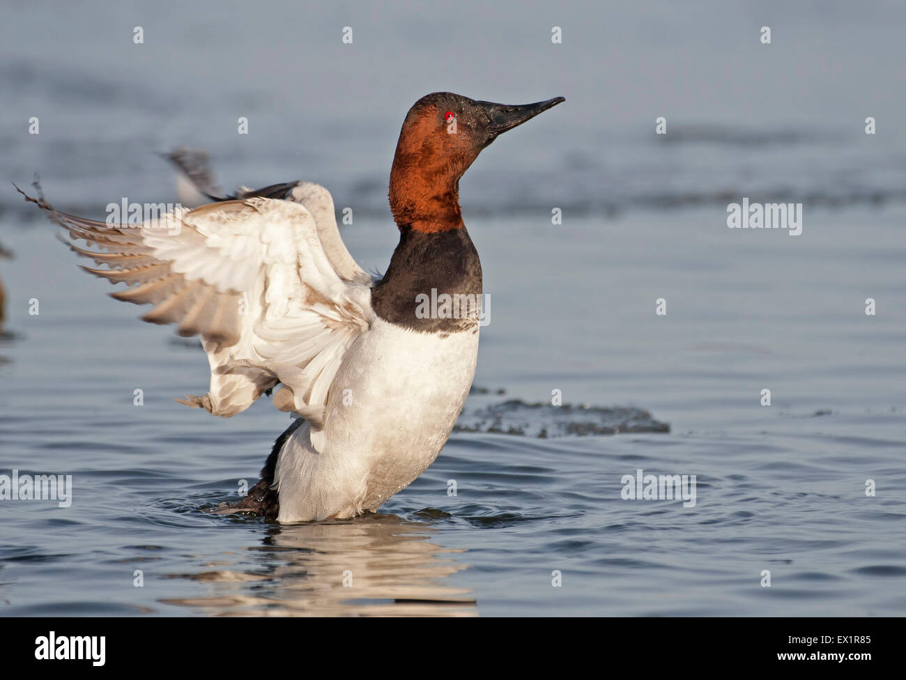Canvasback duck hi-res stock photography and images - Alamy