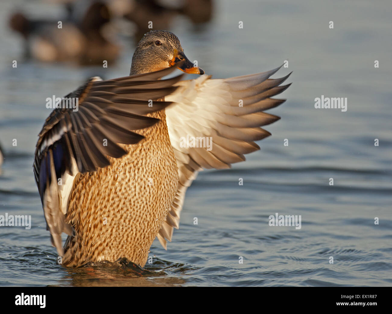 Mallard Duck flapping her wings Stock Photo - Alamy
