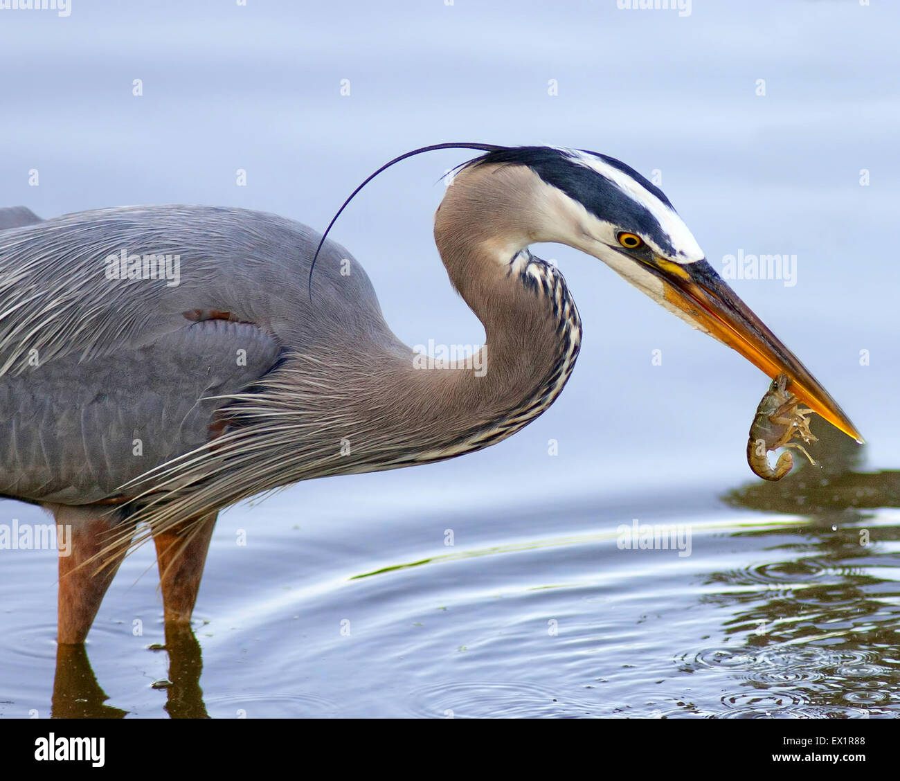Heron prey hi-res stock photography and images - Alamy