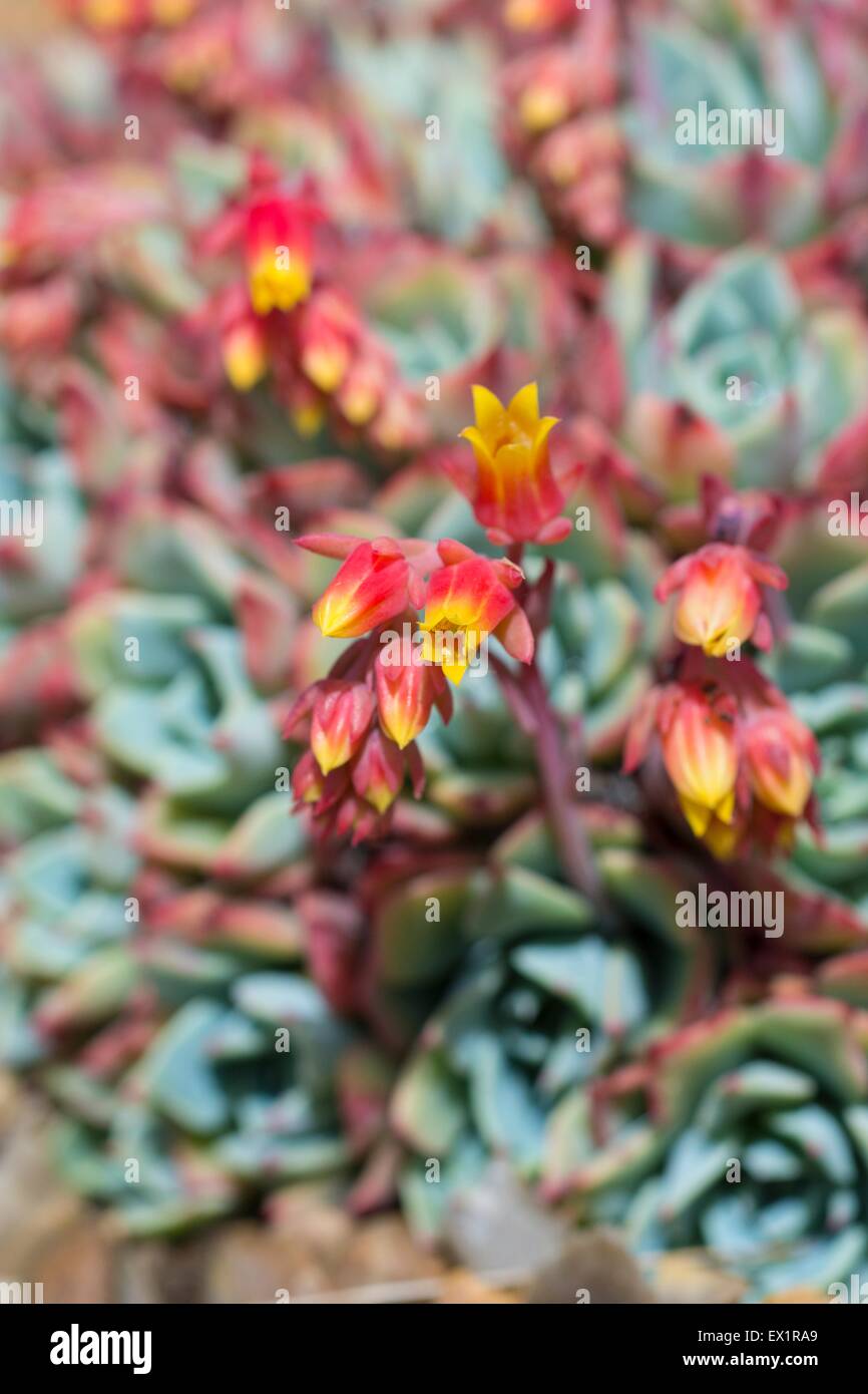 Echeveria hi-res stock photography and images - Alamy