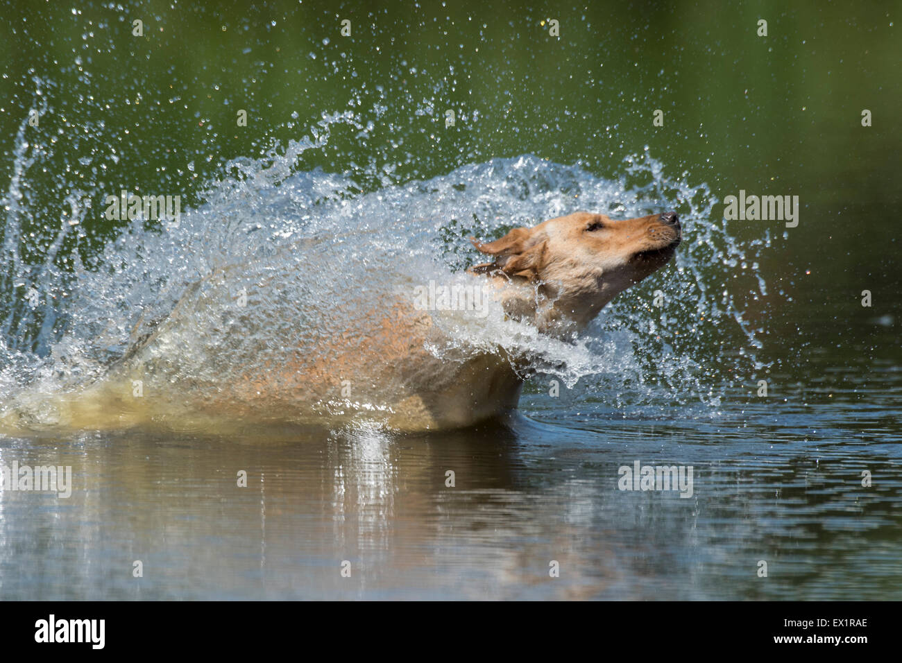 Running and leaping Labrador Retriever Stock Photo - Alamy