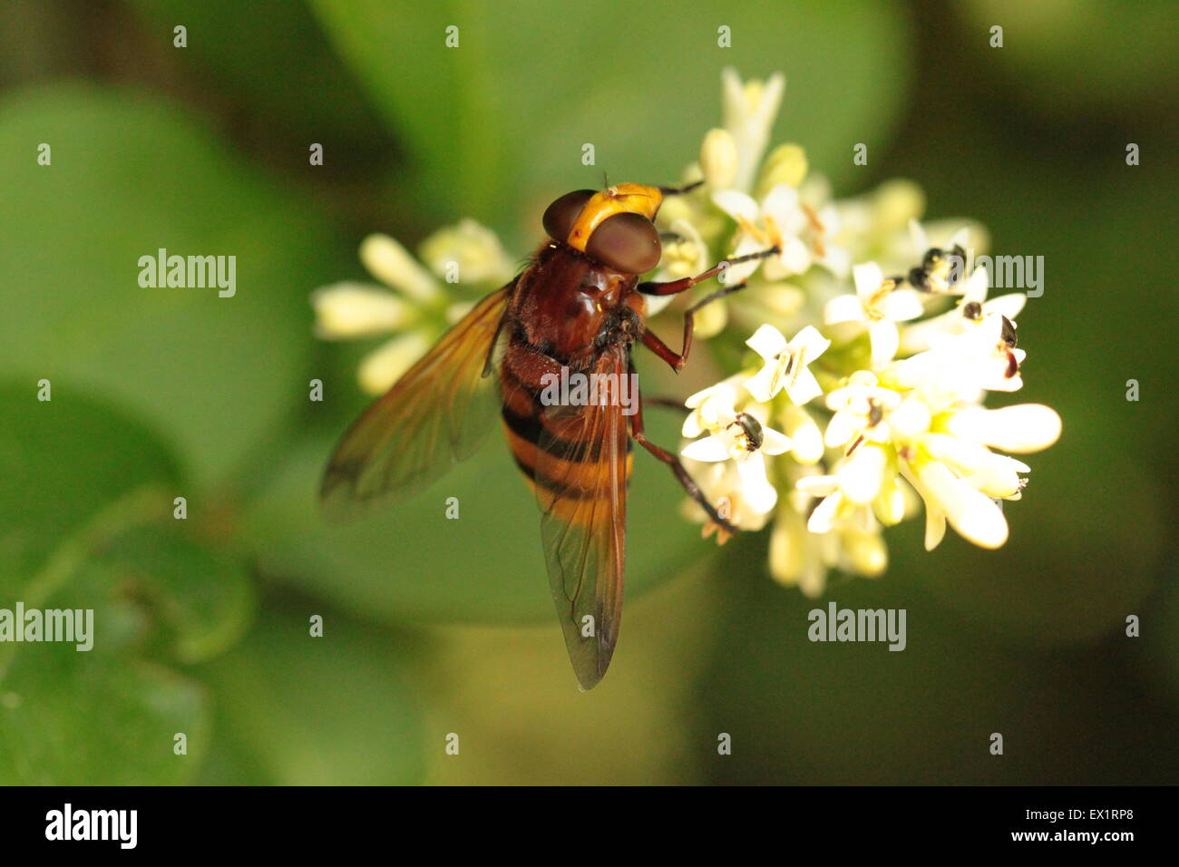 Volucella zonaria hi-res stock photography and images - Alamy